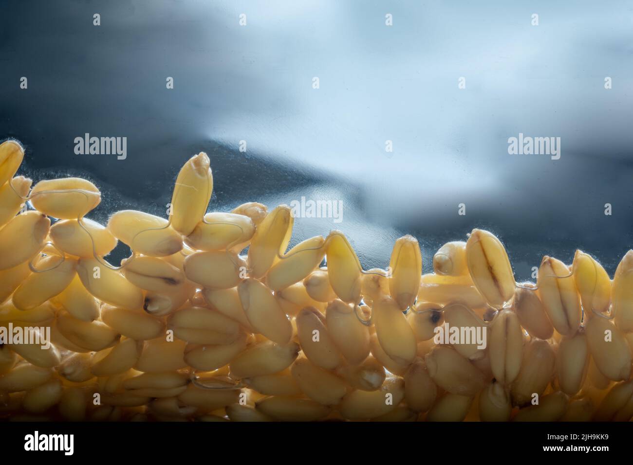 germinated wheat grain sprouts inside glass tray closeup Stock Photo ...