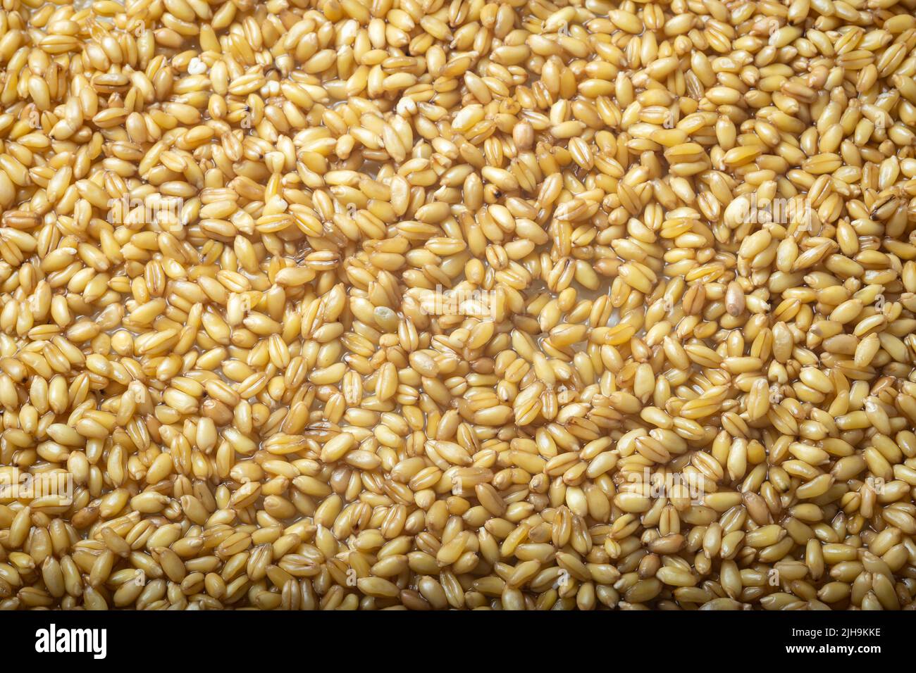 germinated wheat grain sprouts texture background flat overhead view ...