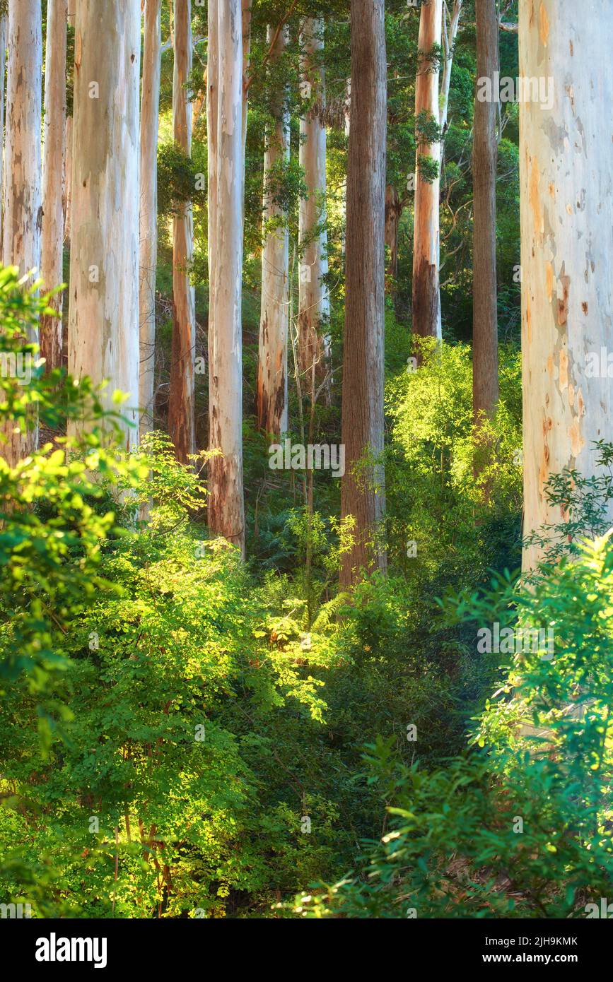 Summer nature growth in a green forest. Low angle landscape of many ...
