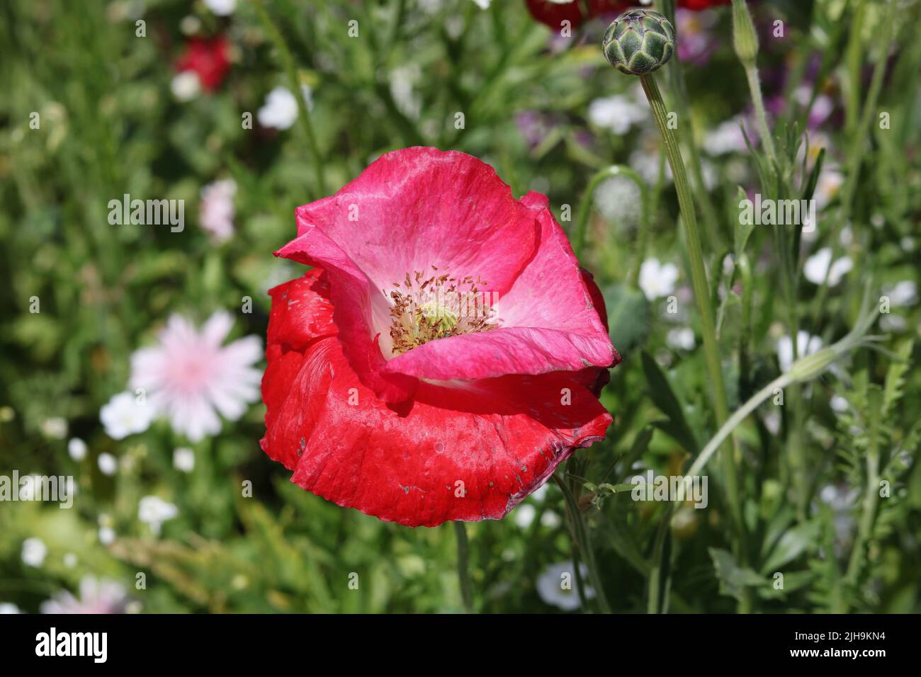 Poppy foliage hi-res stock photography and images - Alamy