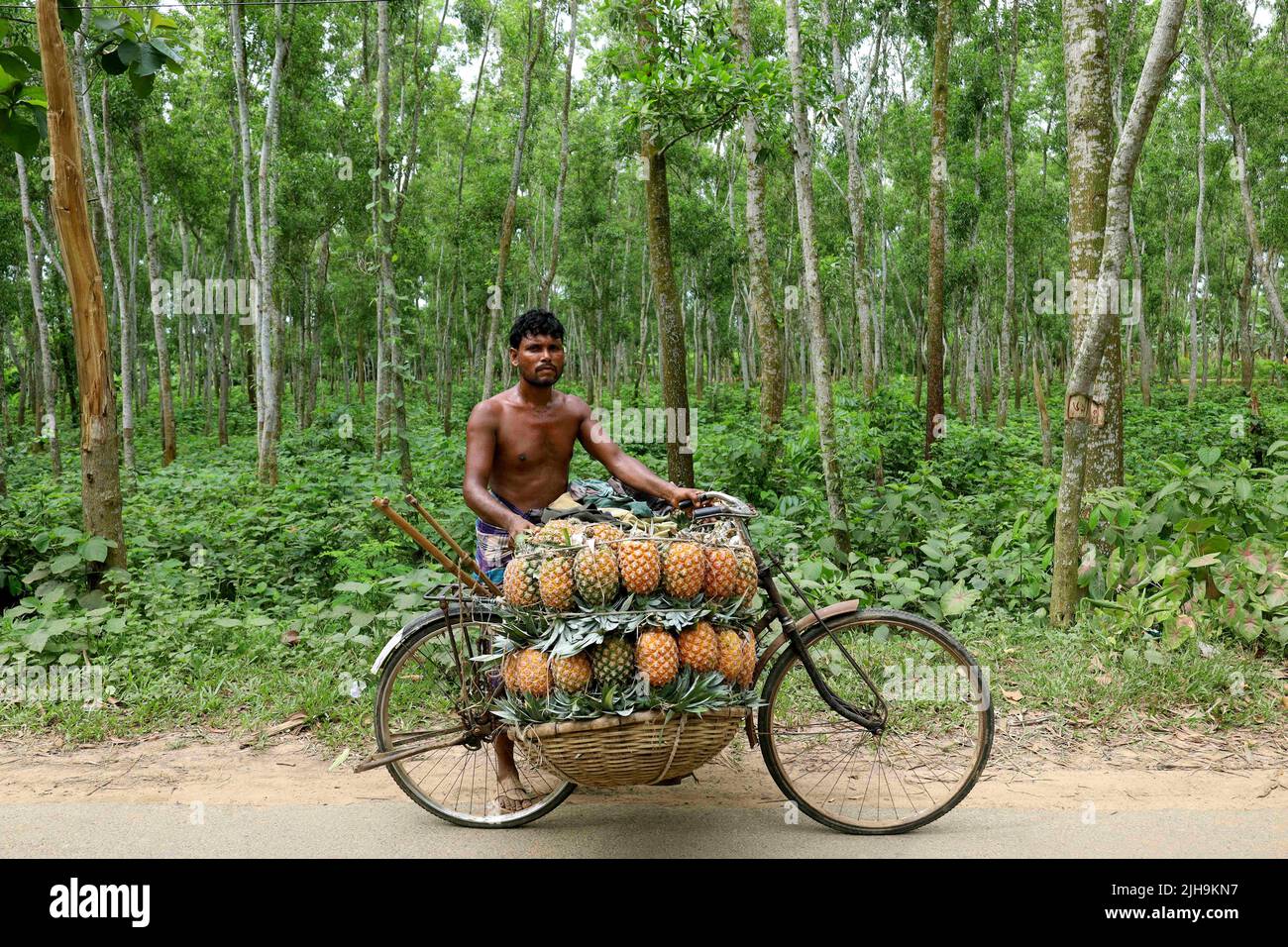 Modhupur, Tangail, Bangladesh. 15th July, 2022. Farmers are taking ...