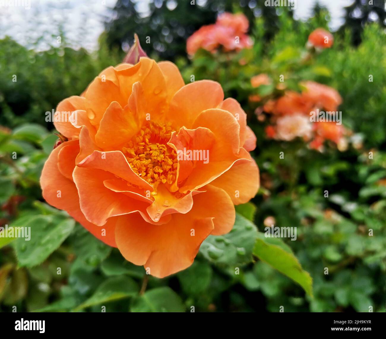 Orange floribunda garden rose in botanial garden on a summer day Stock ...