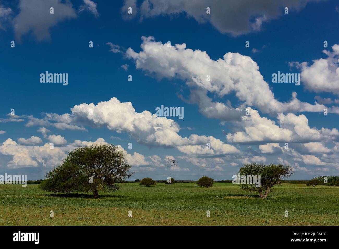 Calden tree, Prosopis Caldenia, in Pampas environment, La Pampa ...