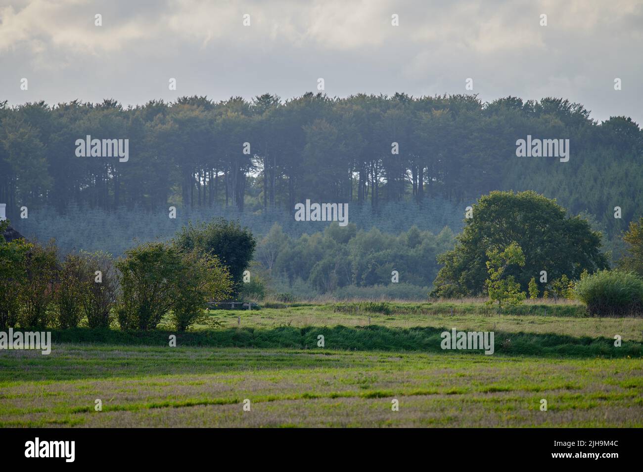 A green field landscape with forest trees on a misty morning. Beautiful ...