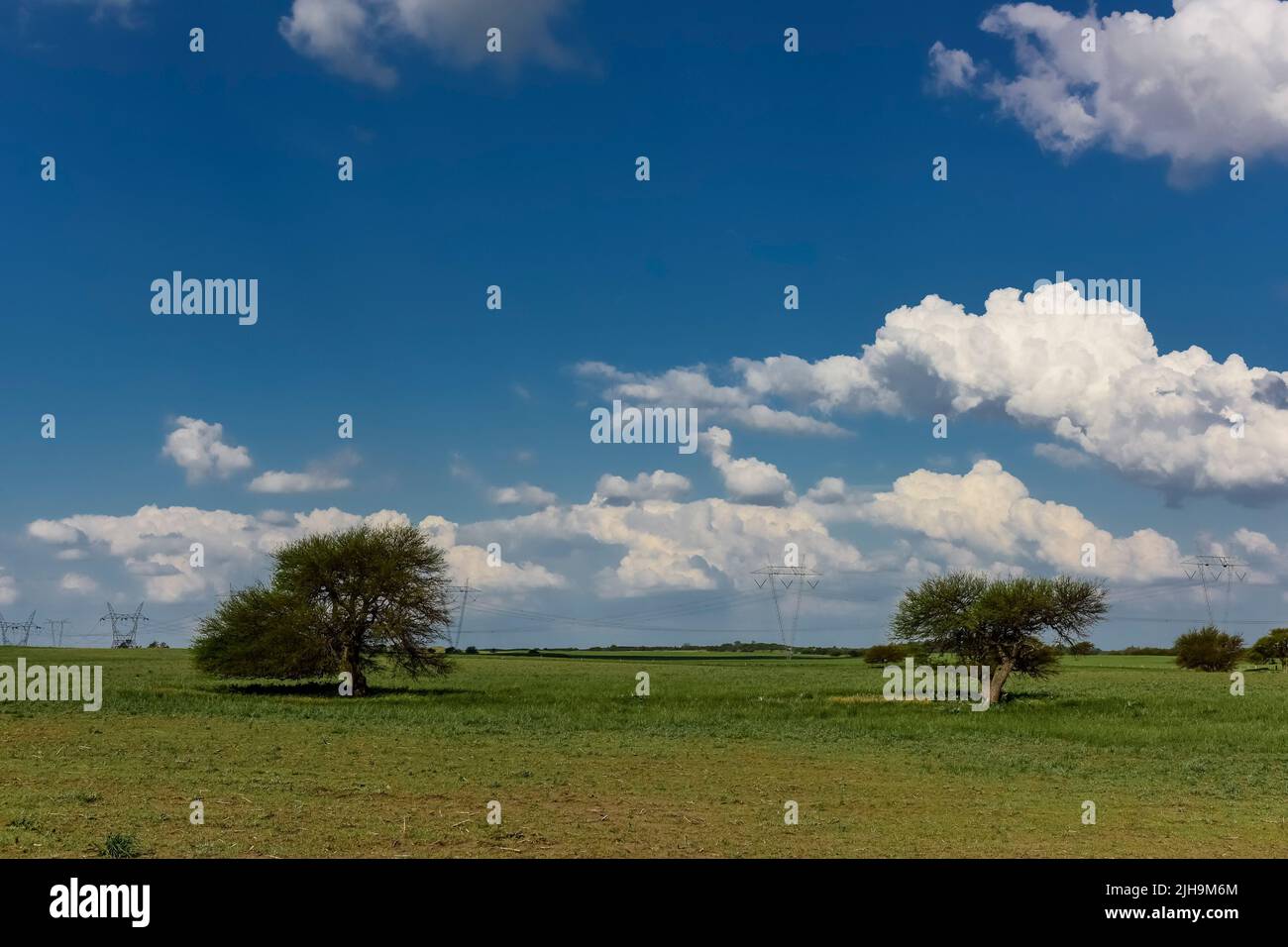 Calden tree, Prosopis Caldenia, in Pampas environment, La Pampa ...