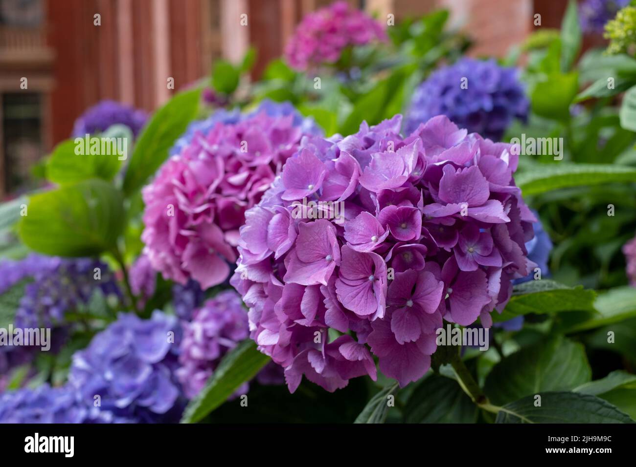 Stunning pink, blue and purple hydrangeas, photographed in the John ...