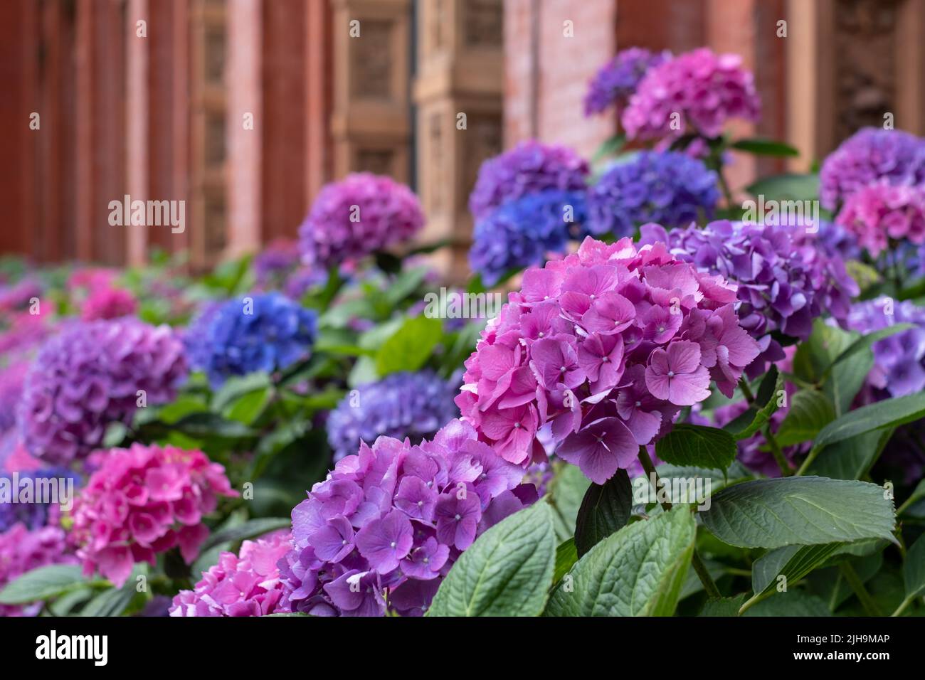 Stunning pink, blue and purple hydrangeas, photographed in the John ...