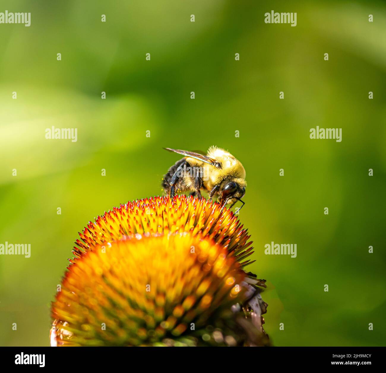 bumblebee, bumble bee, genus Bombus, part of Apidae, one of the bee ...