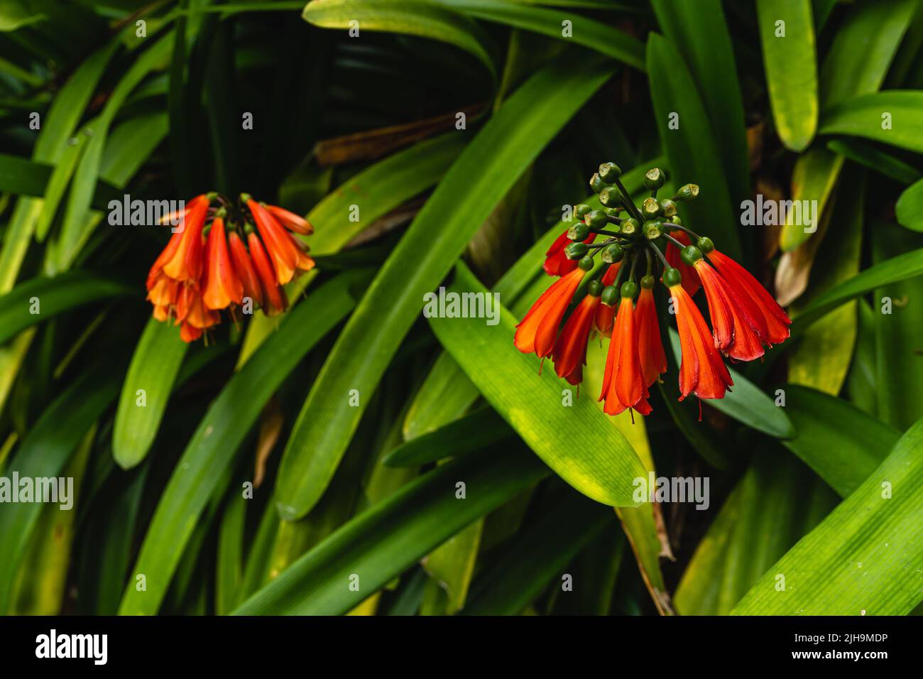 Clivia nobilis. Beautiful ornamental plant with dark green leaves and ...