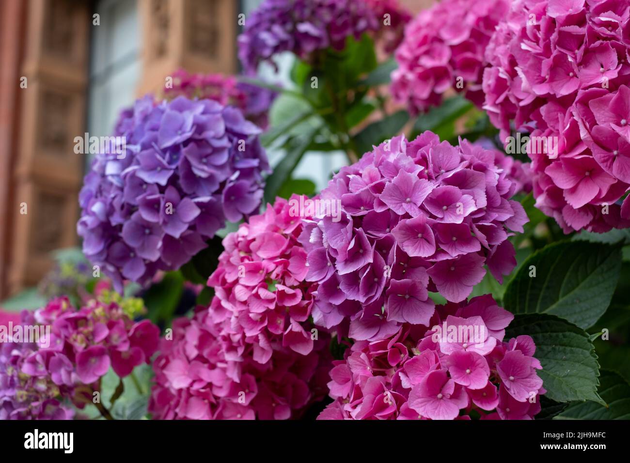 Stunning pink, blue and purple hydrangeas, photographed in the John ...