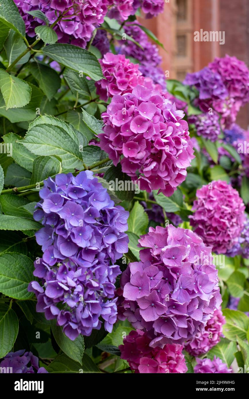 Stunning pink, blue and purple hydrangeas, photographed in the John ...