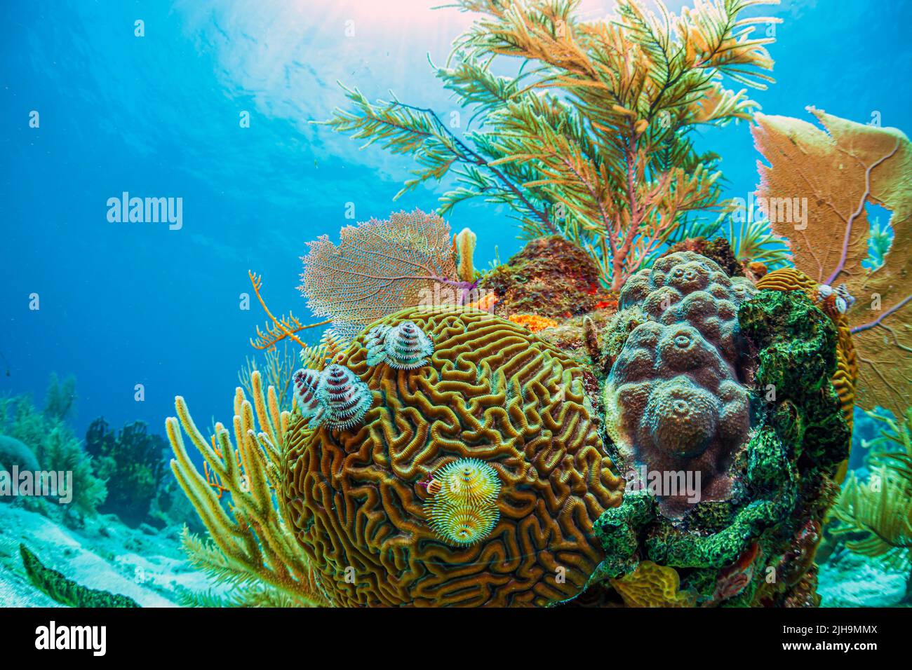 Caribbean coral reef off the coast of the island of Roatan, Honduras ...