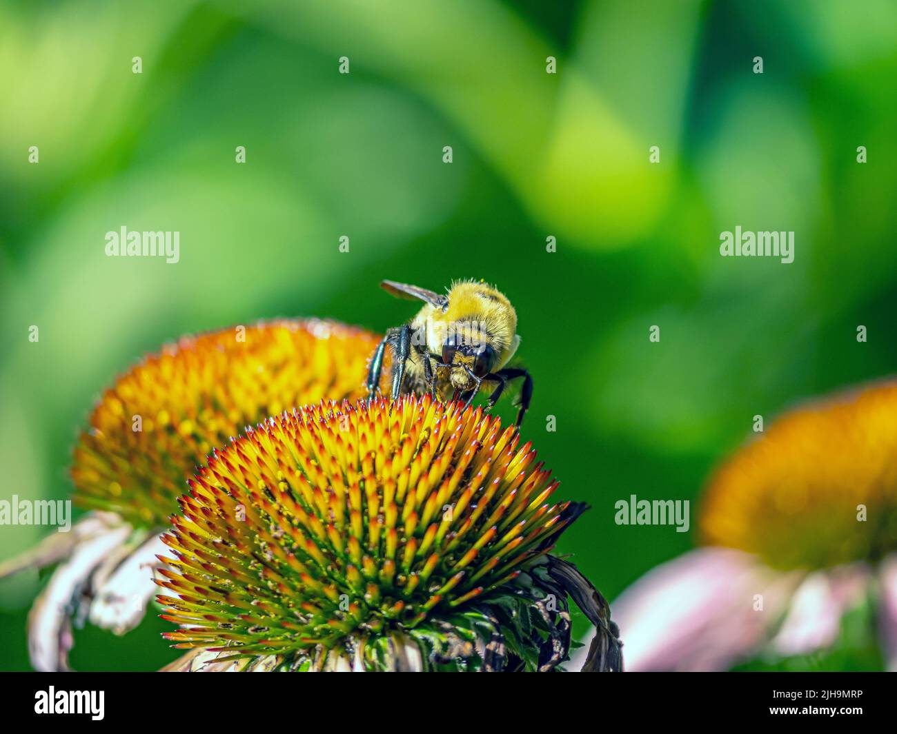 bumblebee, bumble bee, genus Bombus, part of Apidae, one of the bee ...