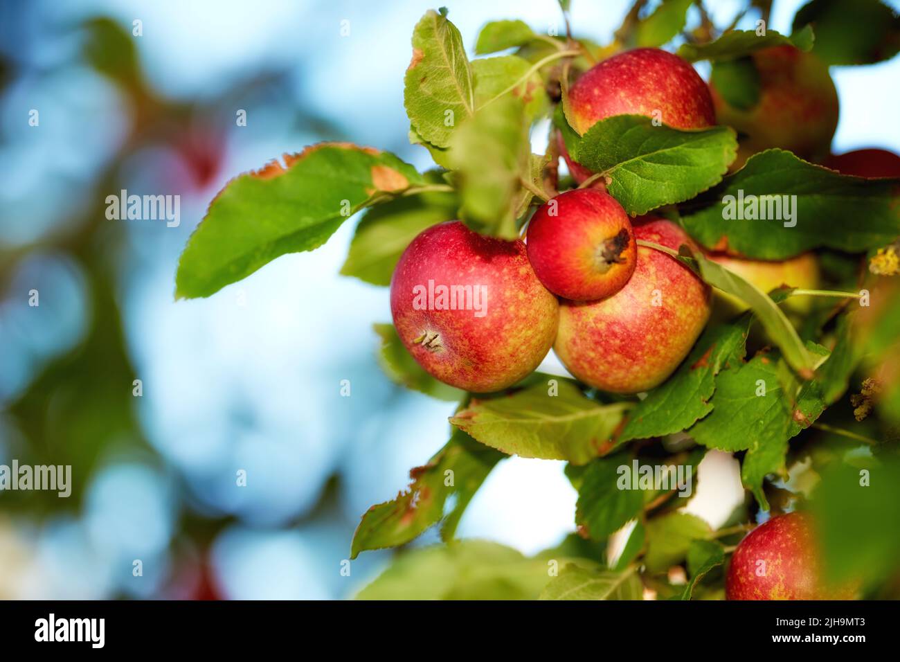 Red apples on a tree ready to be harvested on a farm with copyspace ...