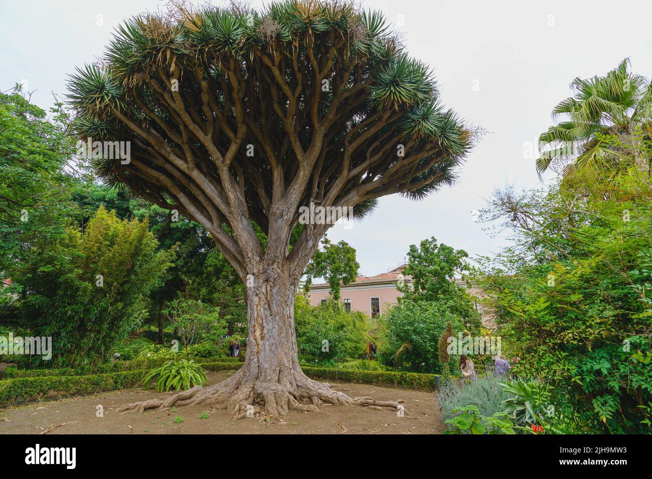 Dracaena drake. Canarian dragon tree in the botanical garden of the ...