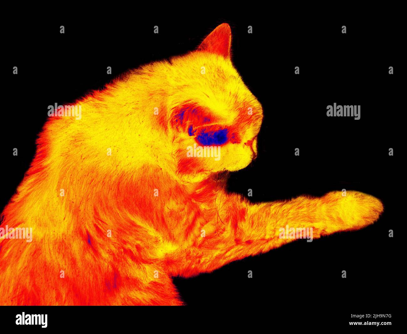 A cat in a night house, a sleeping cat. Illustration of thermal image ...
