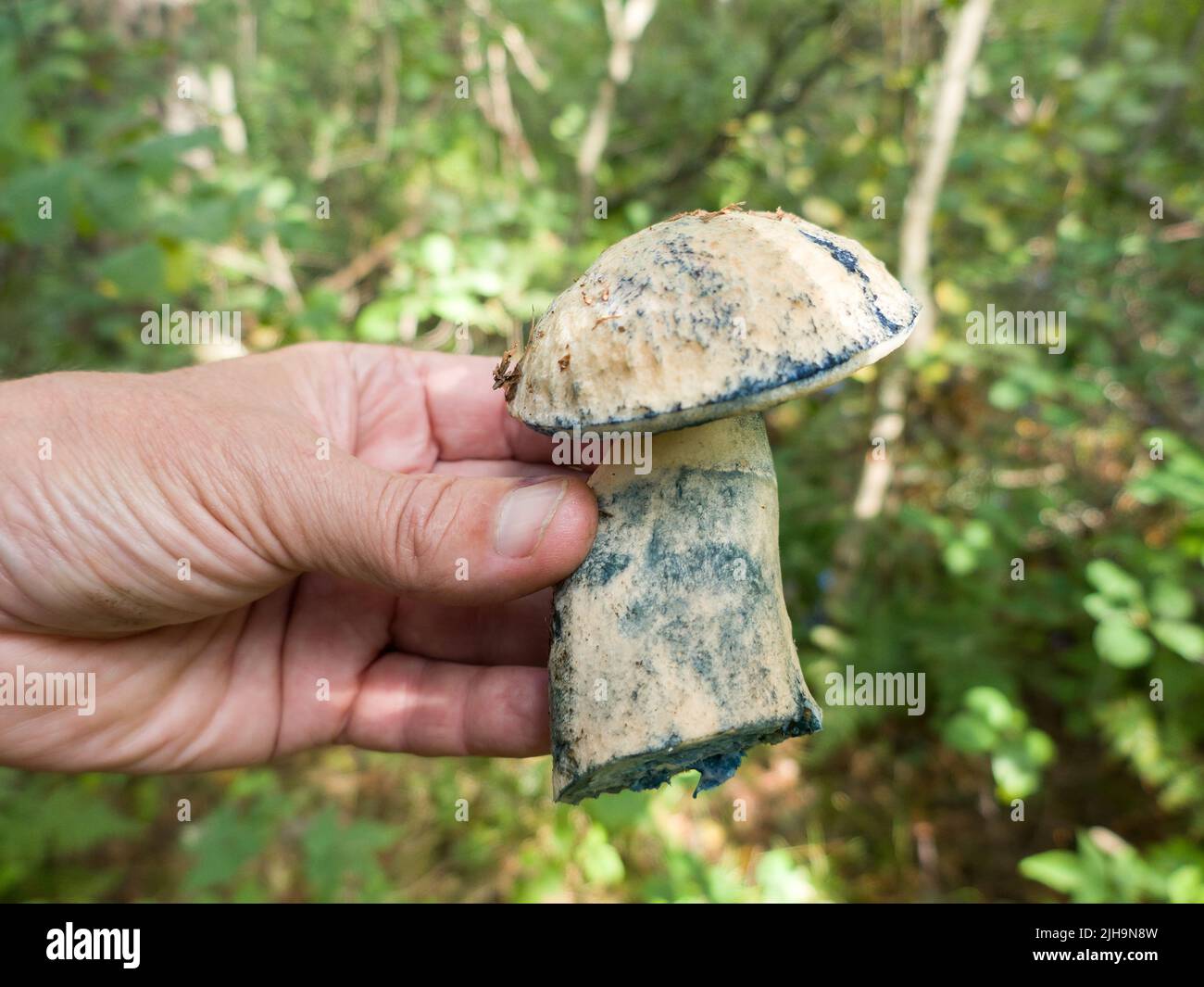Blewit (Gyroporus cyanescens, Boletus cyanescens). Mushroom turns blue ...