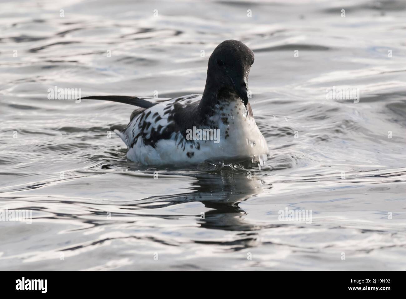 Cape fulmar,Cape petrel,Cape pigeon,Endangered,birdwatching,global ...