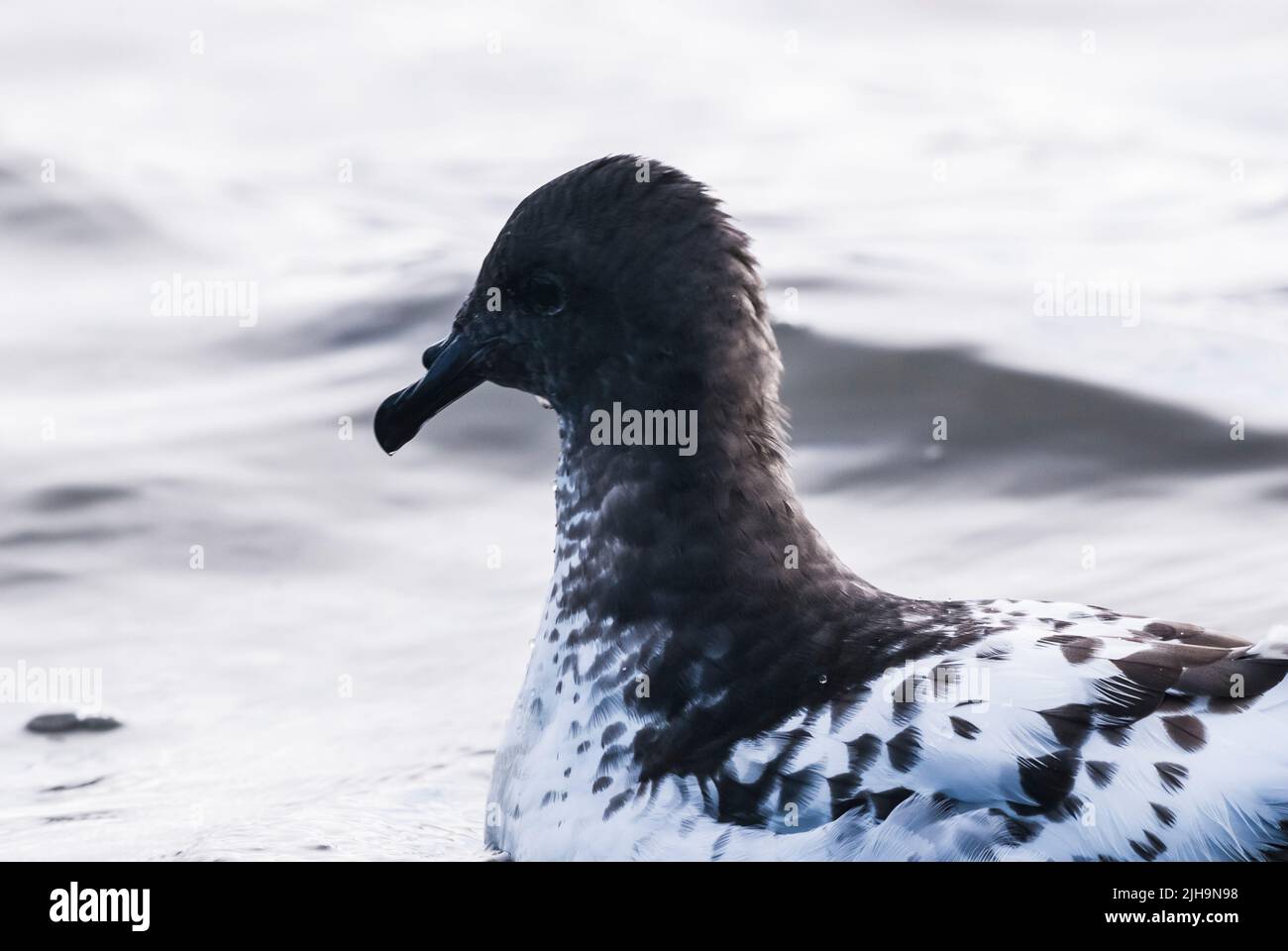 Cape fulmar,Cape petrel,Cape pigeon,Endangered,birdwatching,global ...