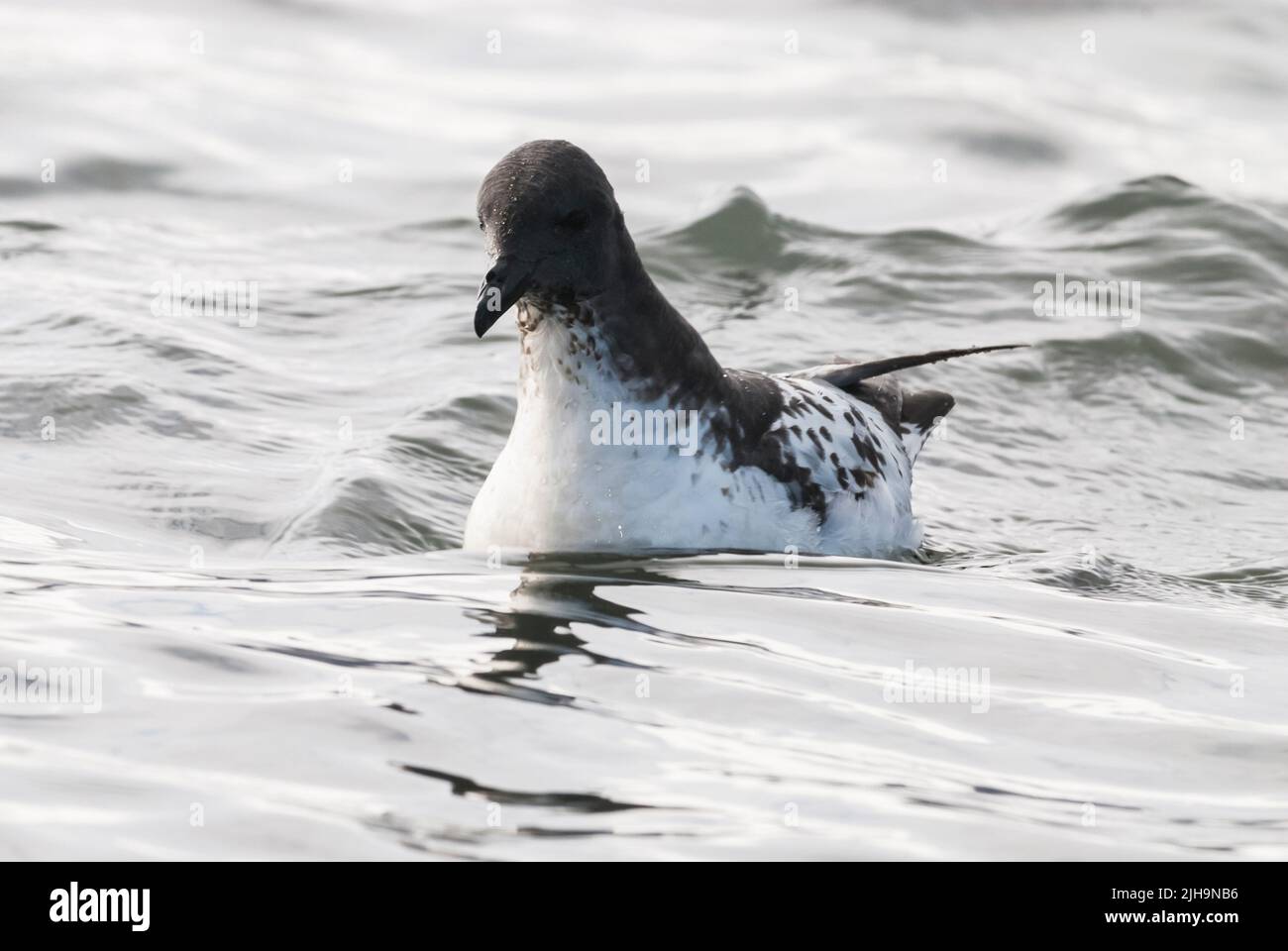 Cape fulmar,Cape petrel,Cape pigeon,Endangered,birdwatching,global ...