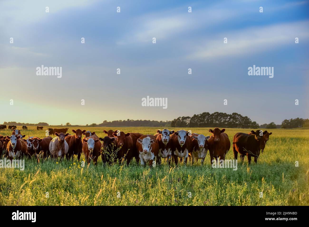 Cattle herd in Pampas Countryside, Animals raised on natural pastures ...