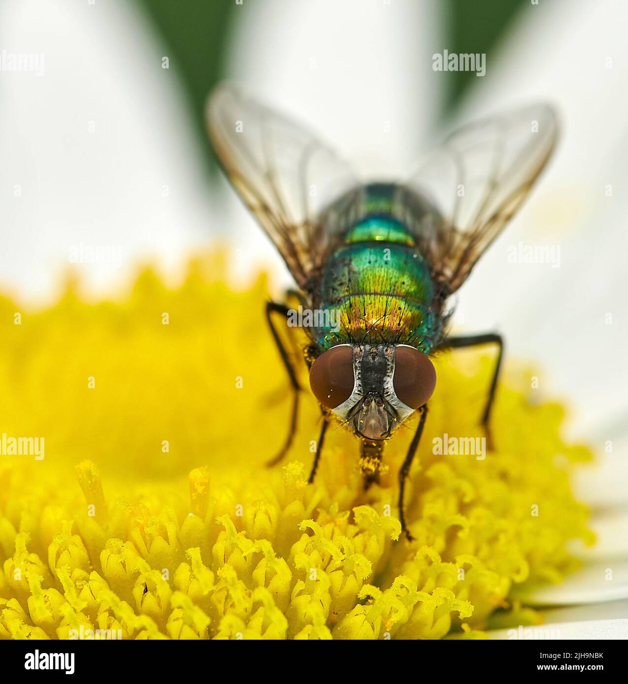 Closeup of a fly on a yellow daisy flower outside. The common blowfly ...