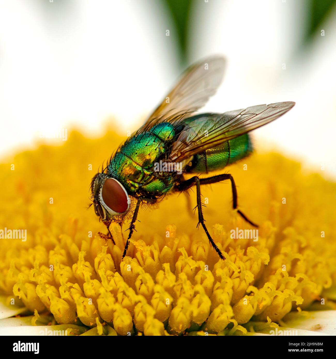 Macro of a common green bottle fly eating floral disc nectar on white ...