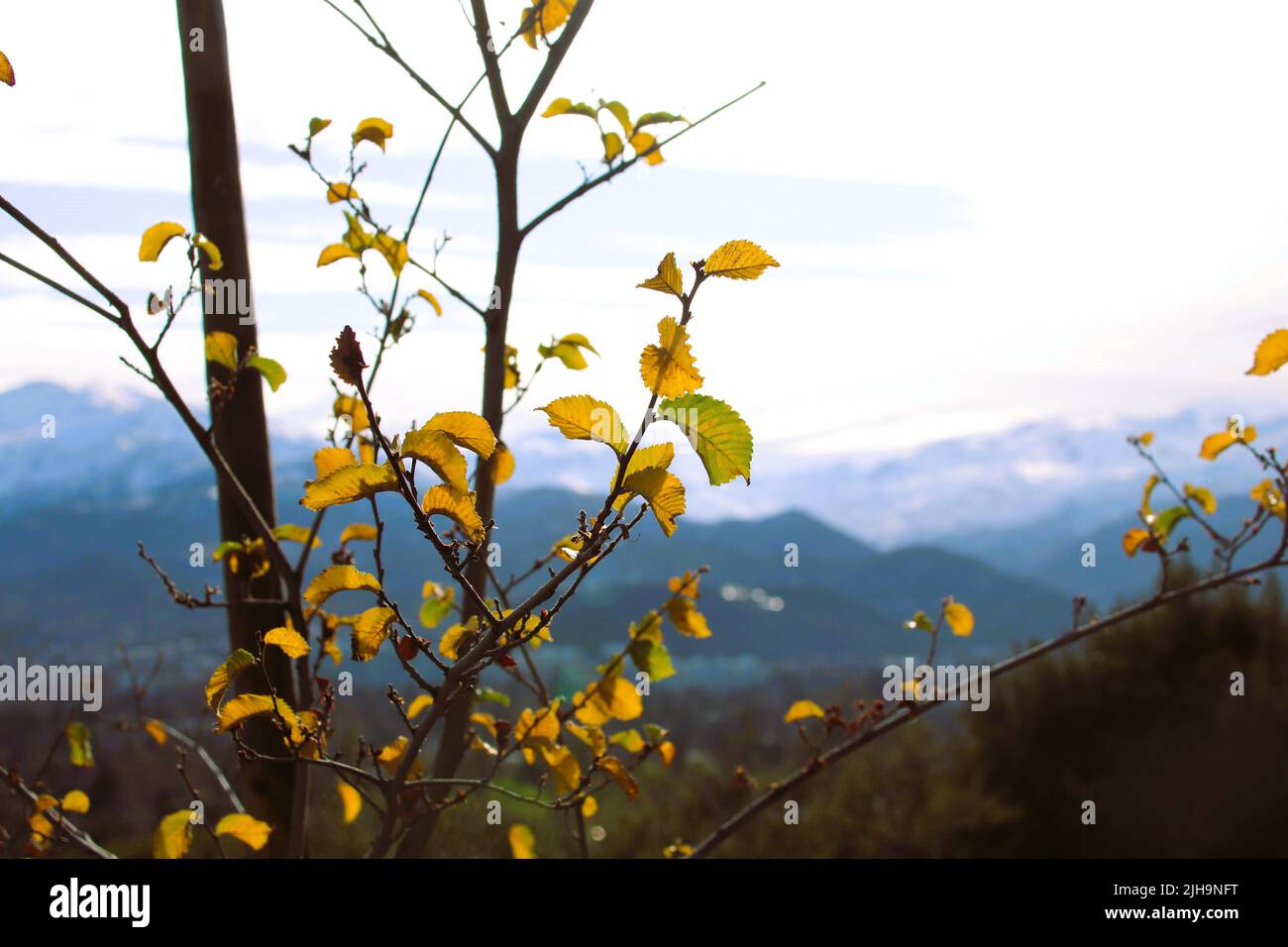 Autumn leaves with mountains background Stock Photo - Alamy
