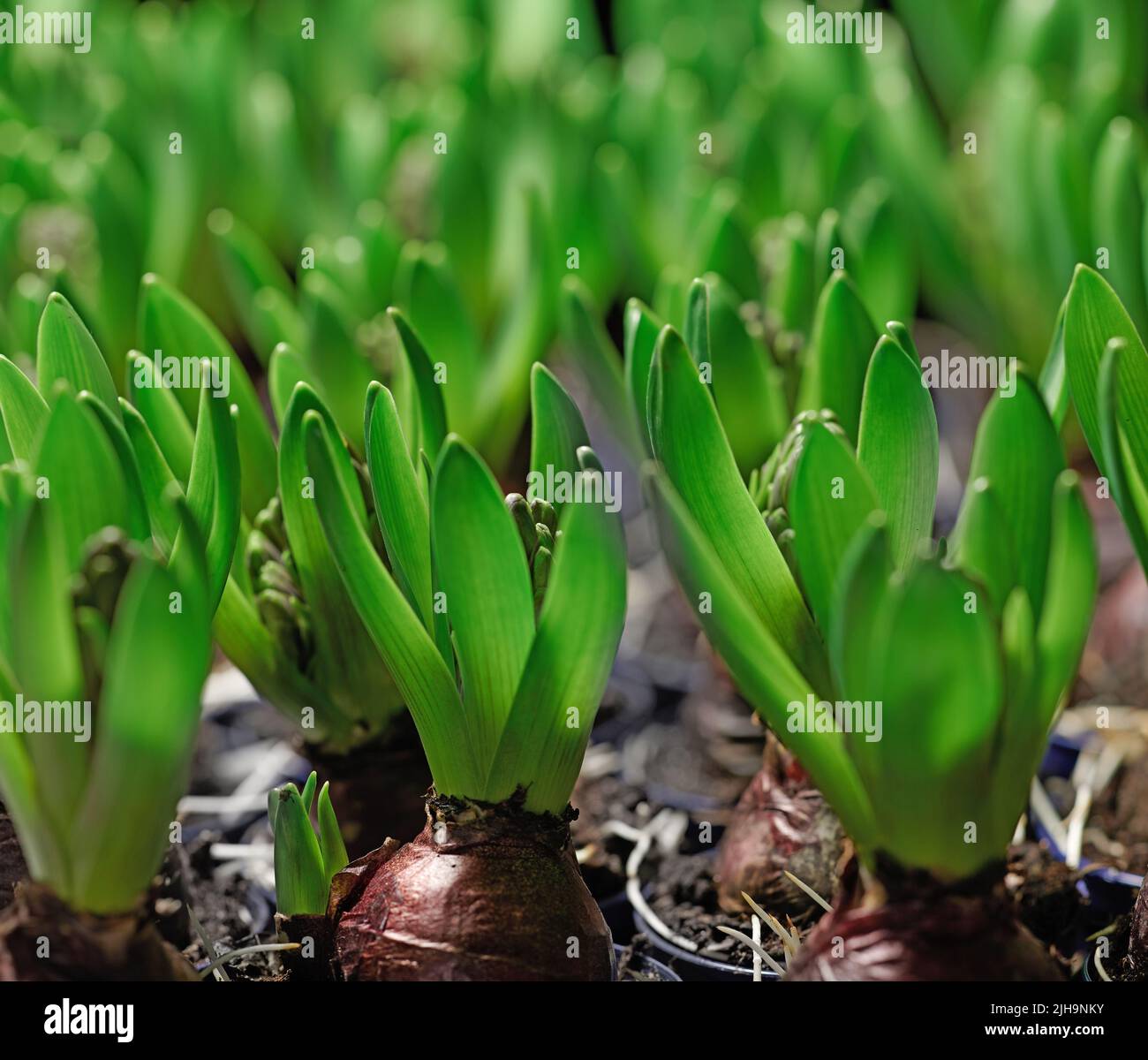 Closeup of poisonous crocus plants growing in mineral rich and ...