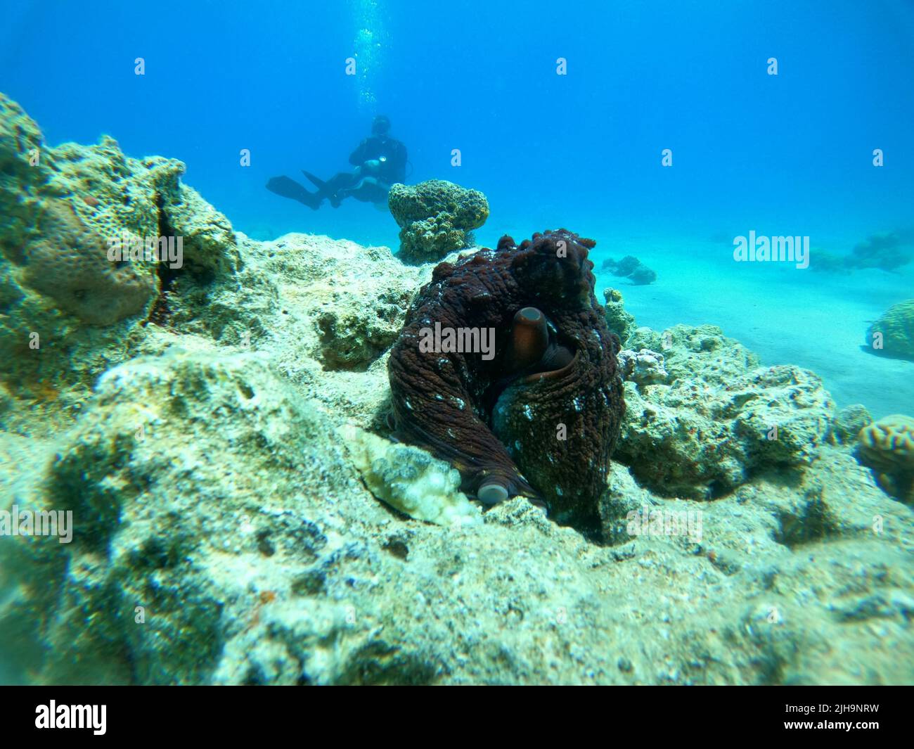 Octopus king of camouflage in the Red Sea, Eilat Israel Stock Photo - Alamy