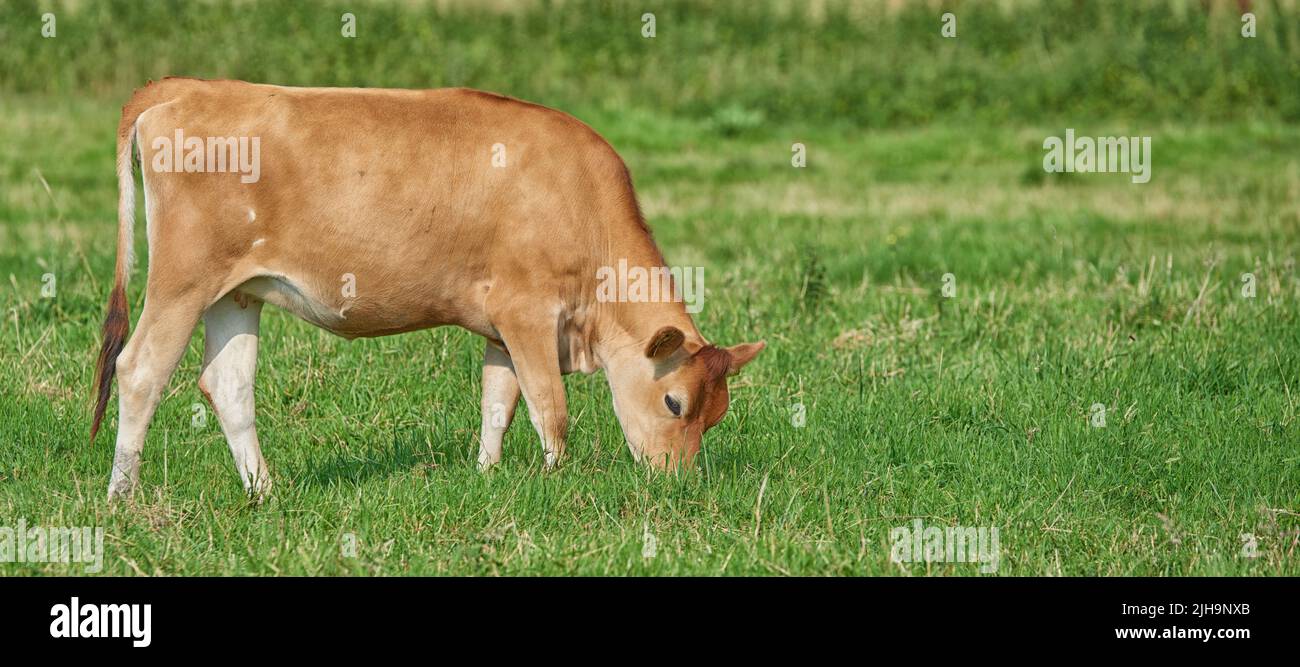 Cow organic farm hi-res stock photography and images - Alamy