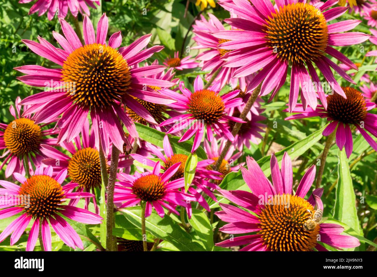 Purple, Flower heads, Coneflowers, Echinacea purpurea "Magnus" flowers ...