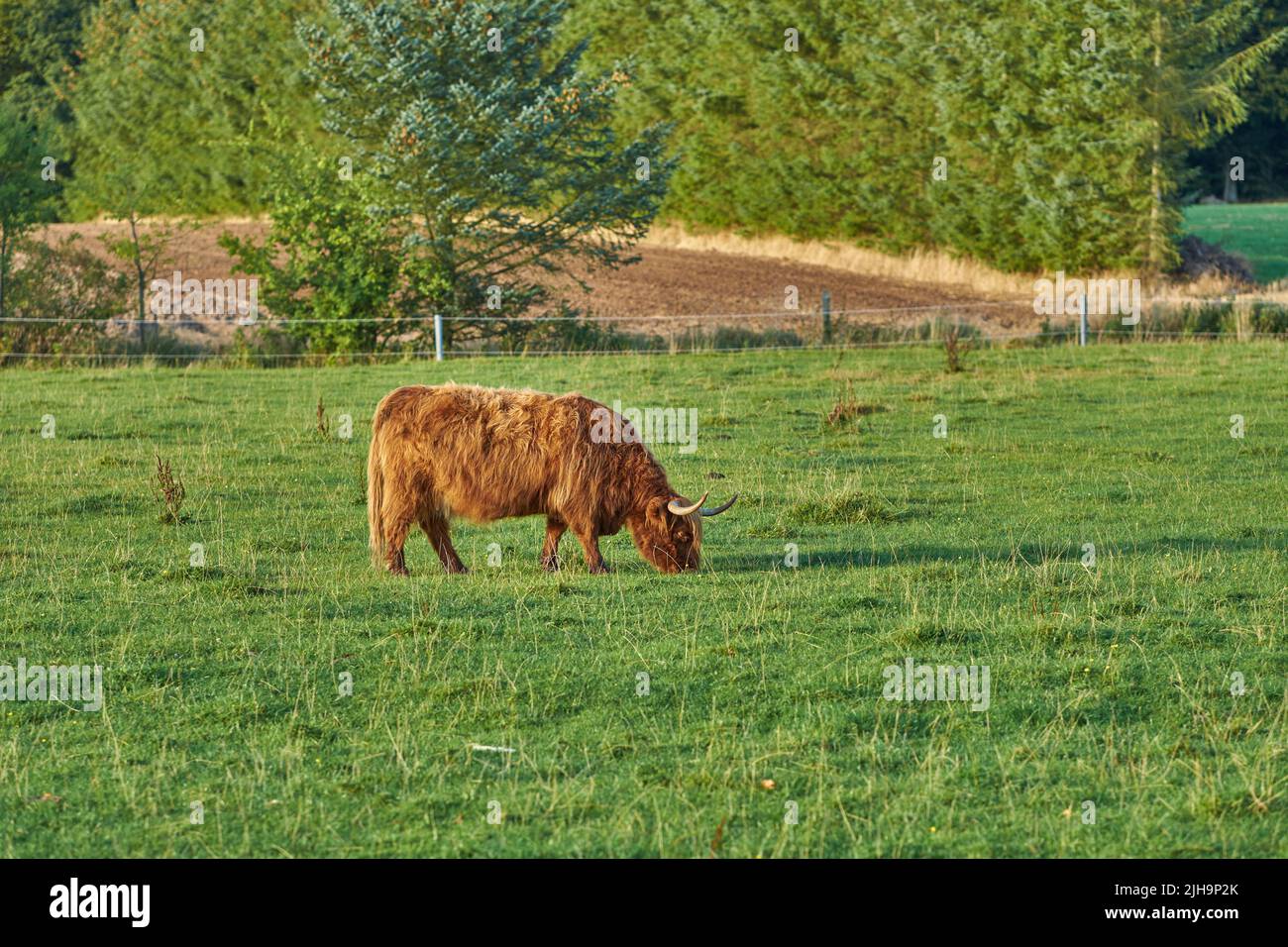 Grass fed Highland cow on farm pasture, grazing and raised for dairy ...