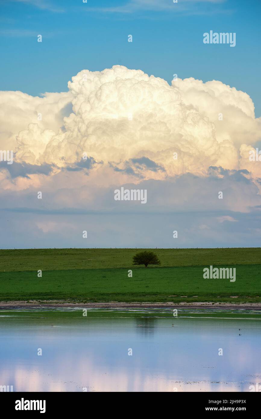 Calden tree, Prosopis Caldenia, in Pampas environment, La Pampa ...