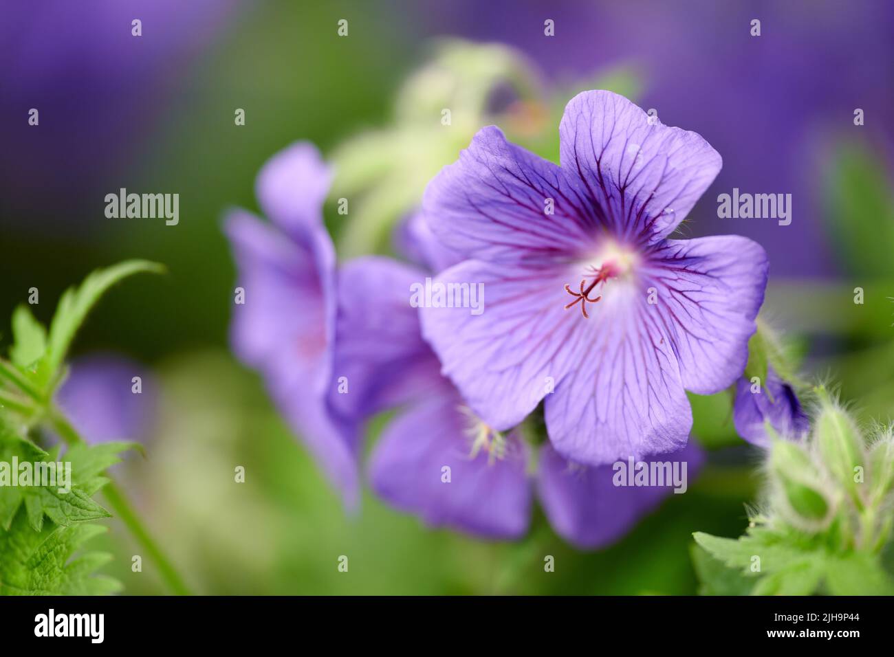 Closeup of blue cranesbill flowers with exposed stamen for pollination ...