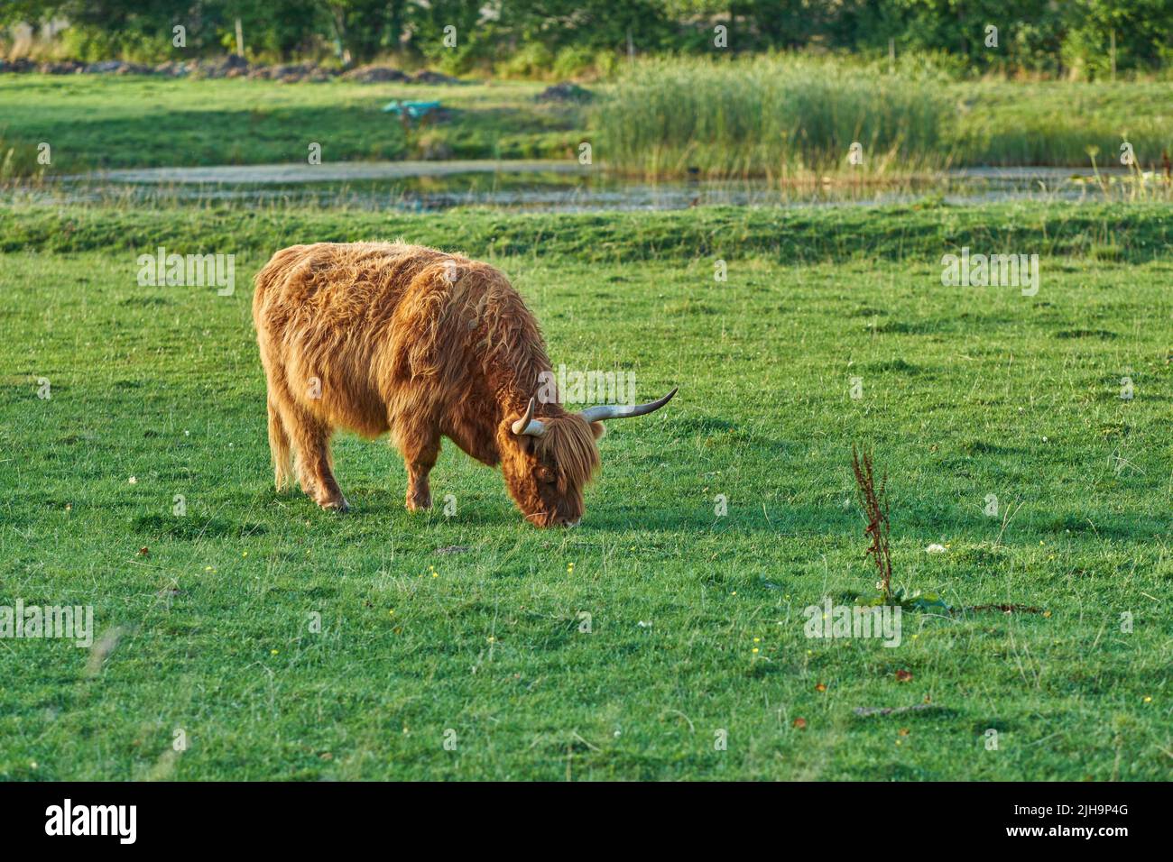 Grass fed Highland cow on farm pasture, grazing and raised for dairy ...