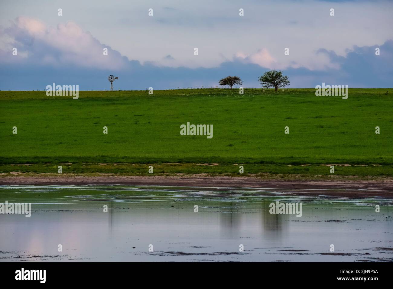 Calden tree, Prosopis Caldenia, in Pampas environment, La Pampa ...