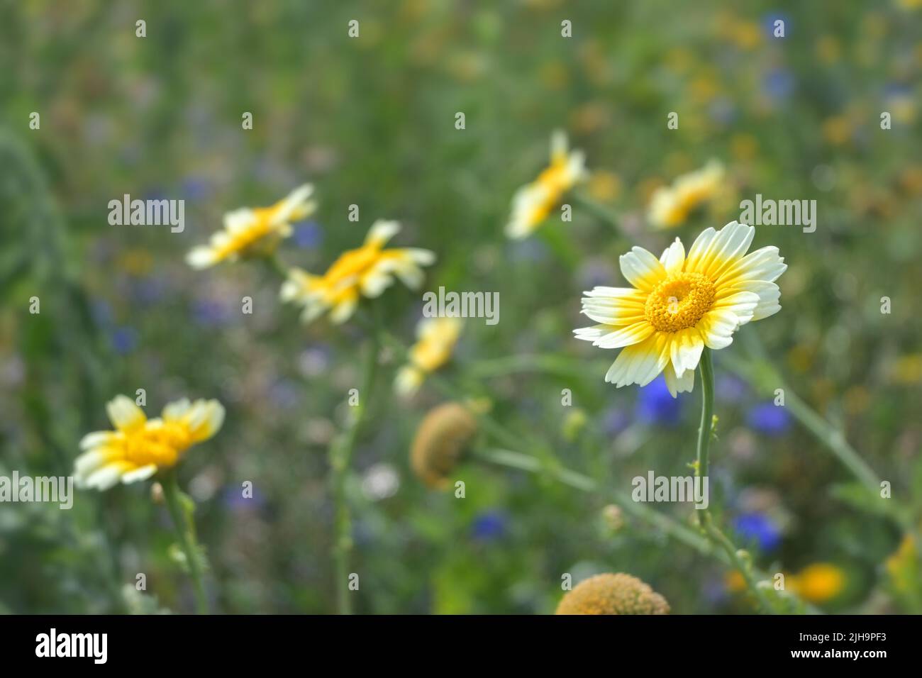 Improve biodiversity hi-res stock photography and images - Alamy