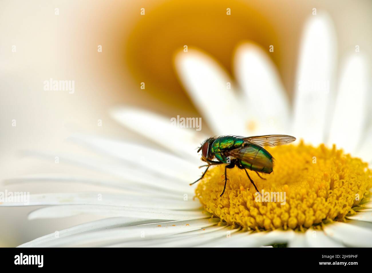 Common green bottle fly pollinating a white daisy flower outdoors ...