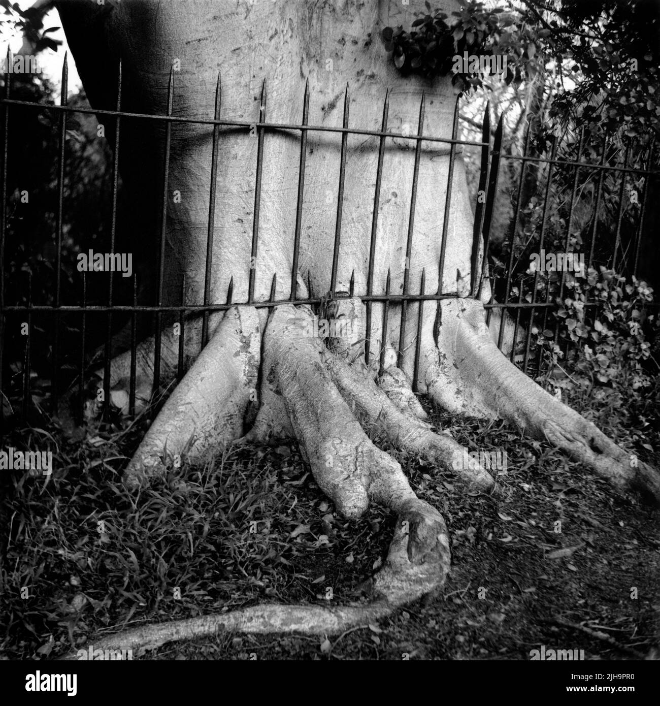 A grayscale of an aged thick tree with its roots passing through a ...