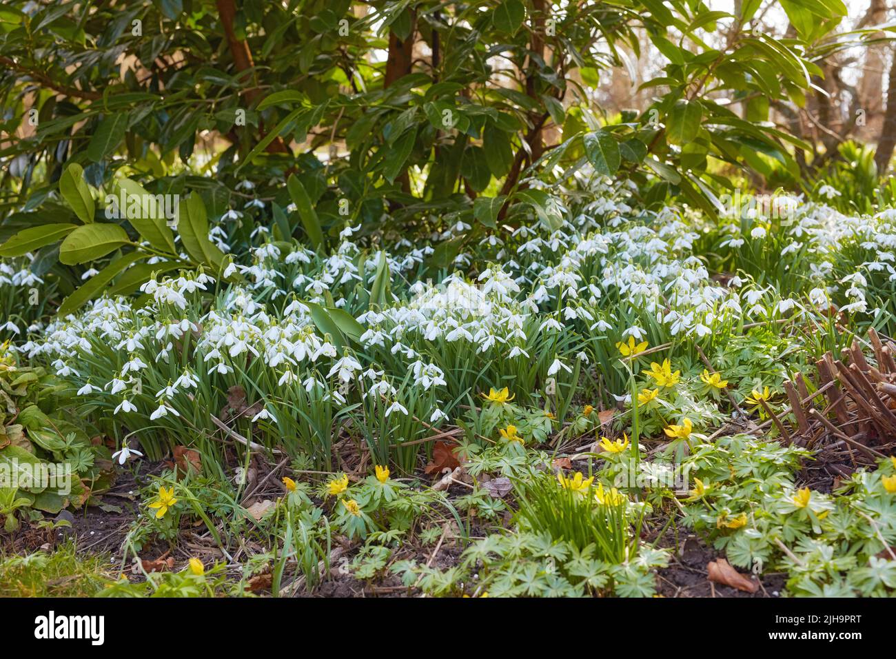 Closeup of white common snowdrop and yellow starburst flowers growing ...