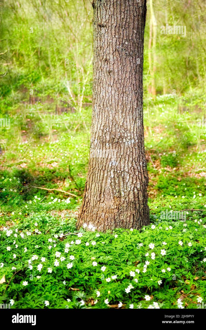 Closeup landscape view of a tree growing in a lush green forest in ...