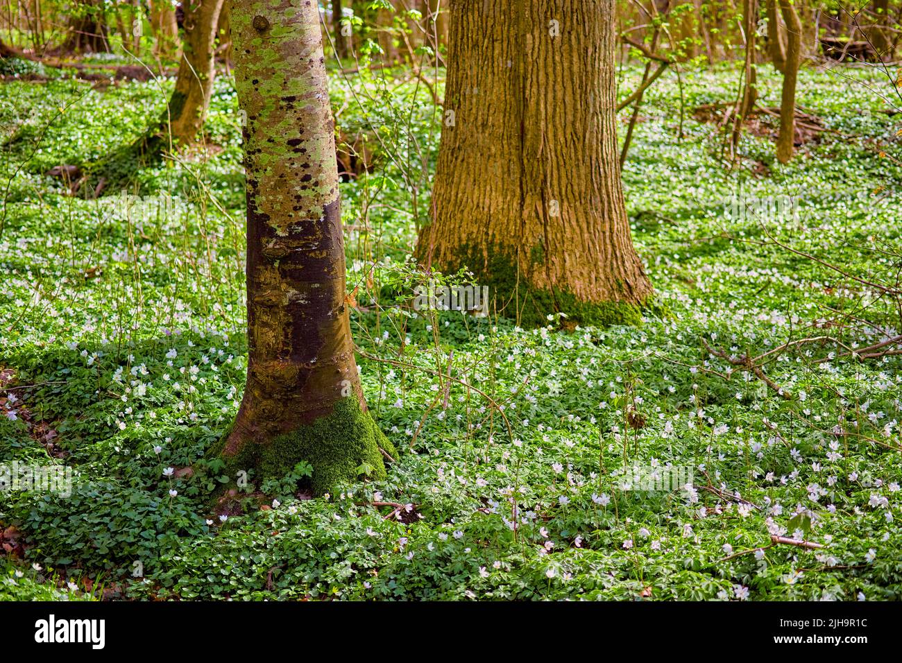 Magical flower field near tree trunks in a forest in spring. Beautiful ...