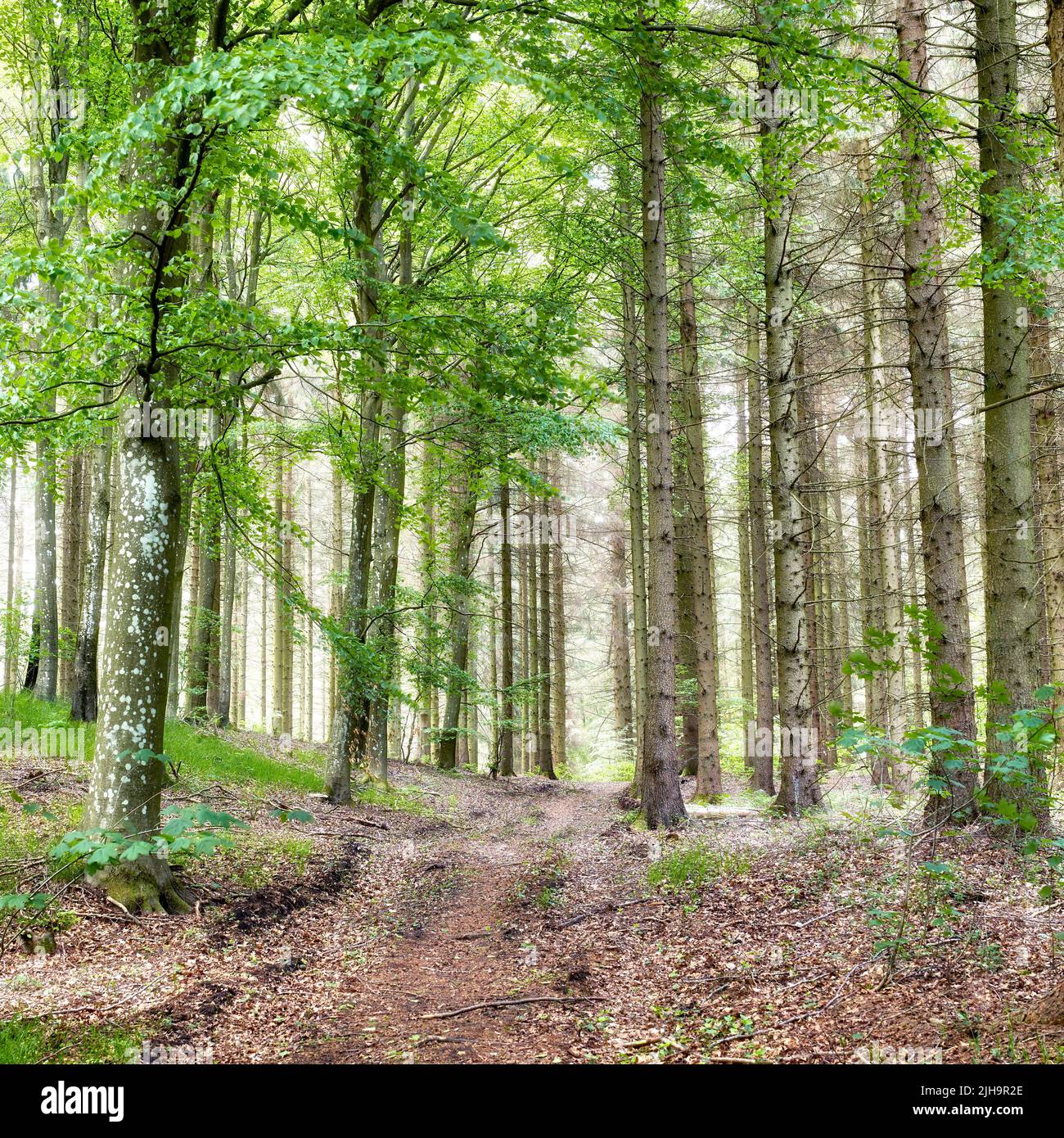 Secret and mysterious pathway in a countryside leading to a magical ...