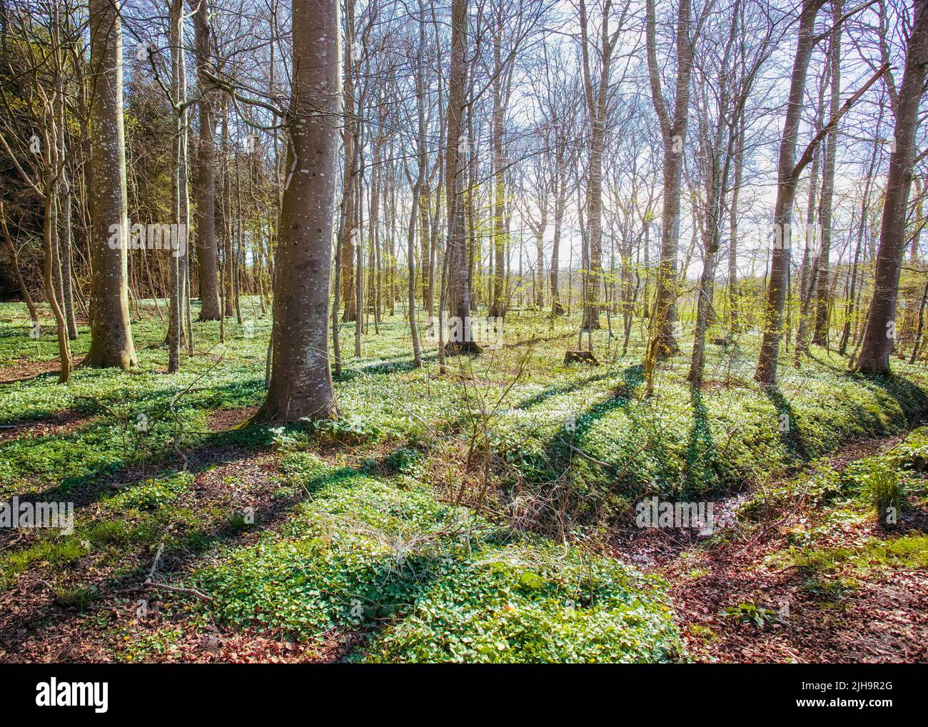 Landscape view of a wild forest with planted trees in summer. Empty and ...