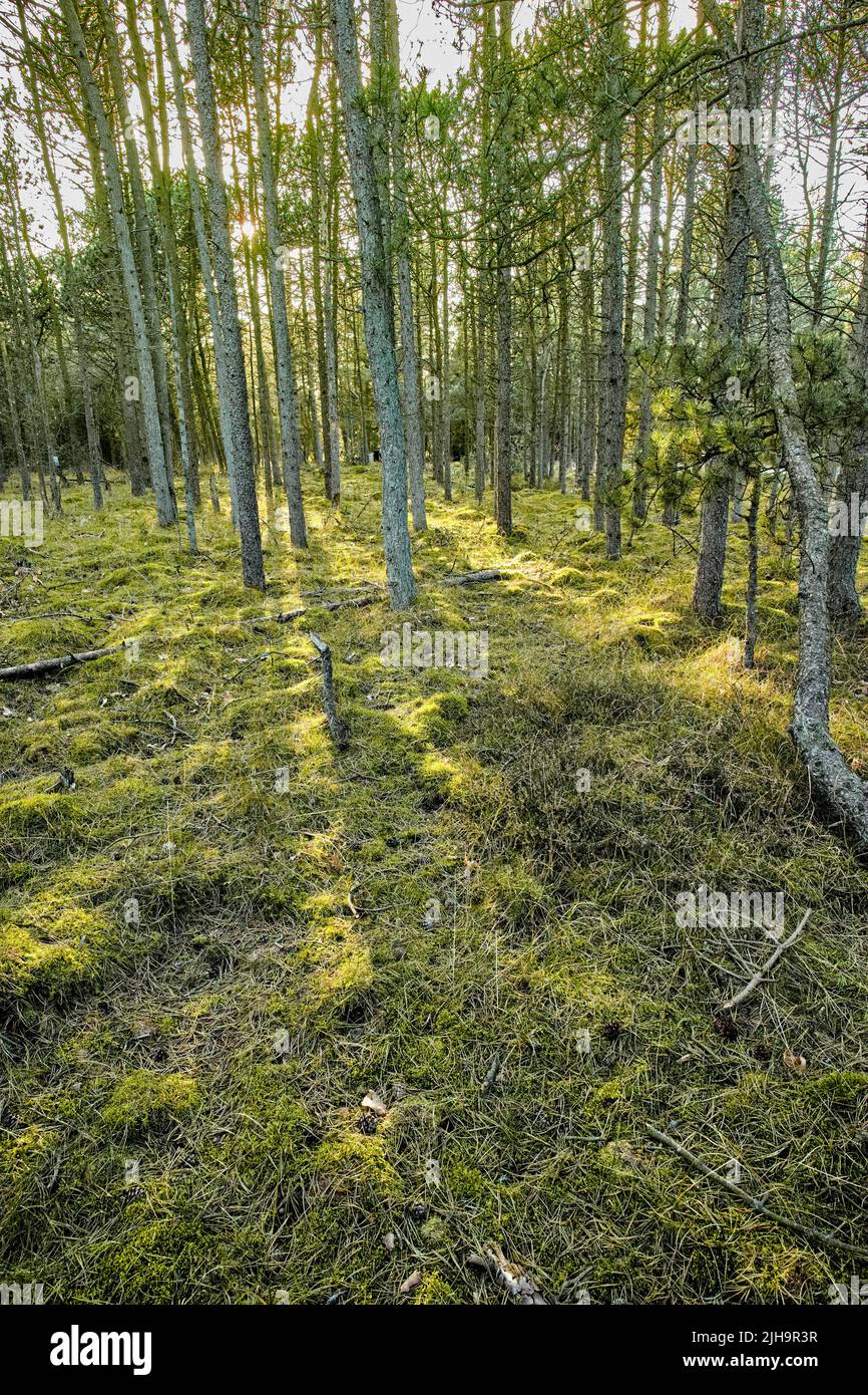 A beautiful bright forest with lush green trees on a vibrant spring day ...