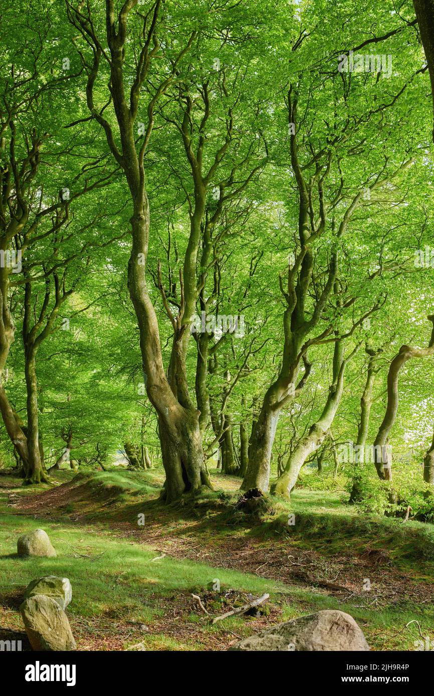 Lush green uncultivated forest trees in spring. Magical and secluded ...