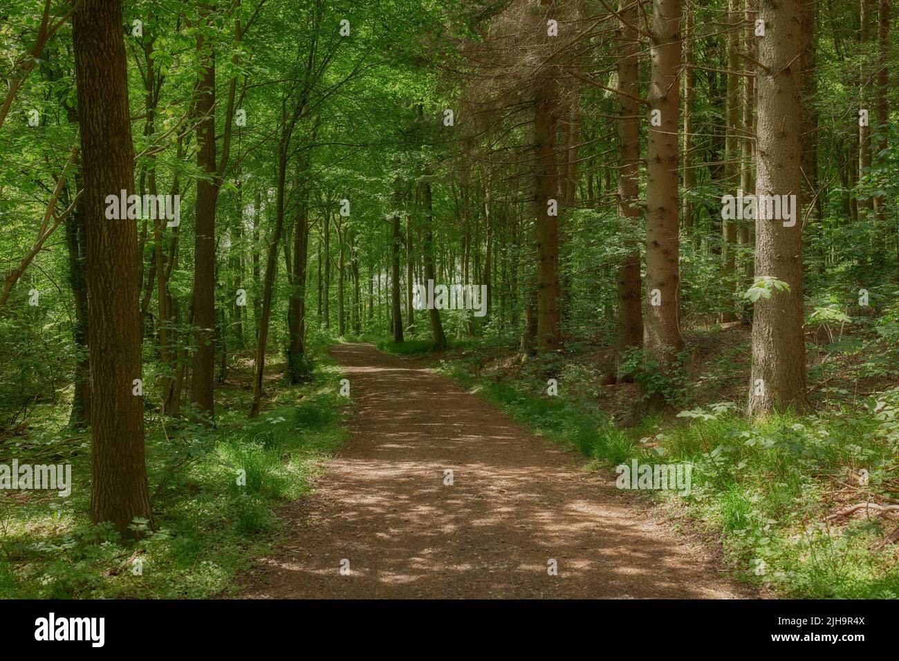 Hidden mysterious path leading through growing trees in a secret and ...