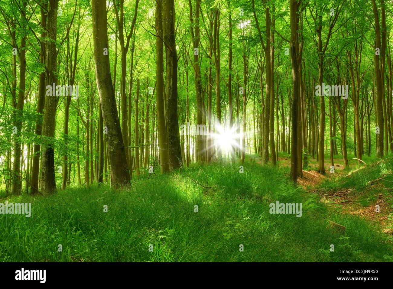 Wild pine trees growing in a forest with green plants and lens flare ...