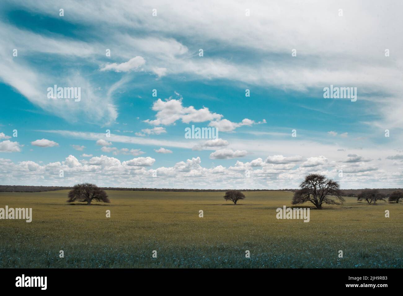 Calden tree, Prosopis Caldenia, in Pampas environment, La Pampa ...